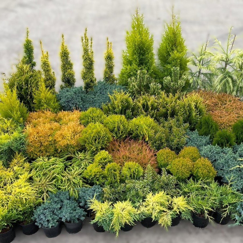 An Array of Colour with Conifers – Milton Ernest Garden Centre