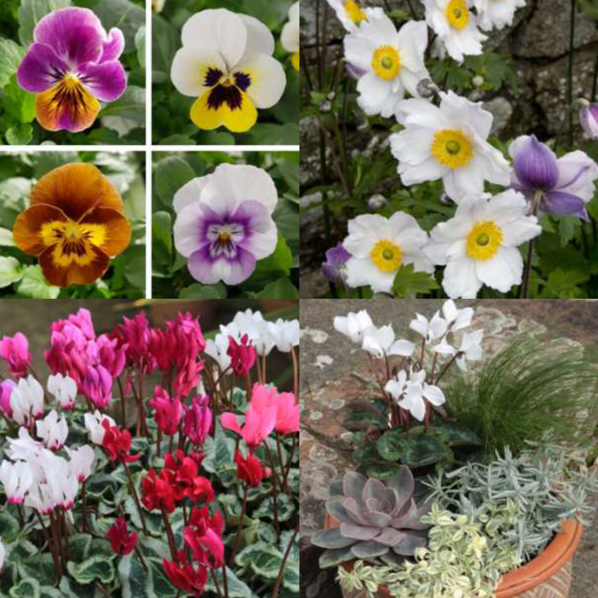 September, a Good Time to Plant – Milton Ernest Garden Centre