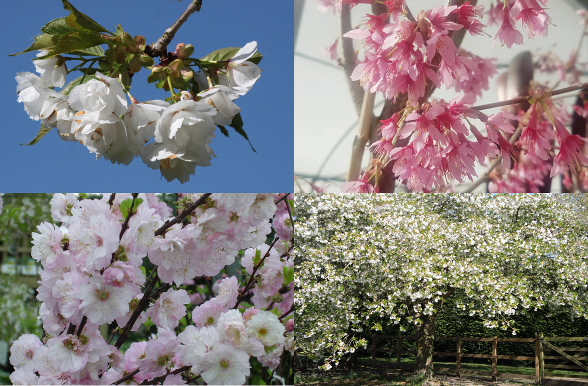 Lets Go Japanese This April – Milton Ernest Garden Centre