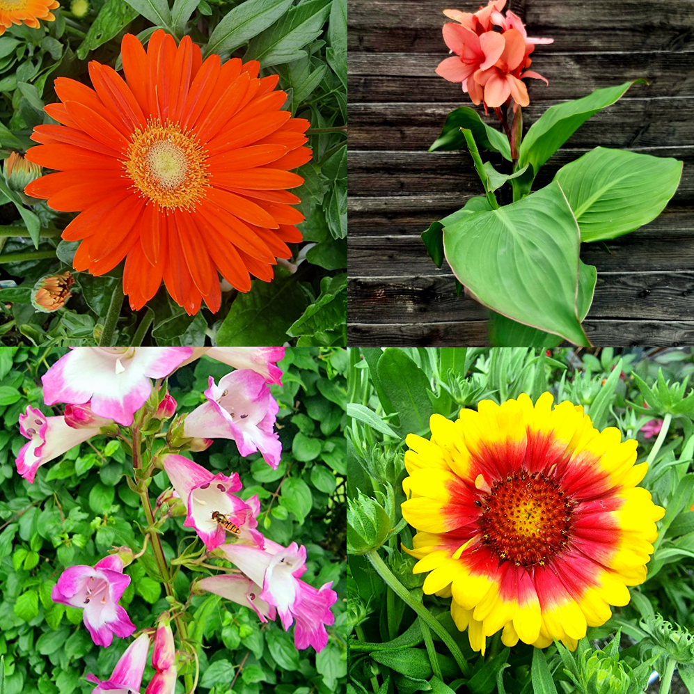 Sizzling Late Summer Colour – Milton Ernest Garden Centre