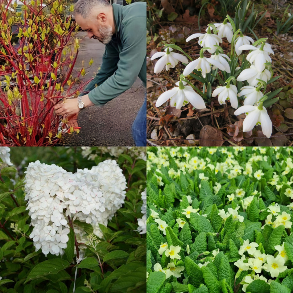 Plants To Prune In Late Winter – Milton Ernest Garden Centre