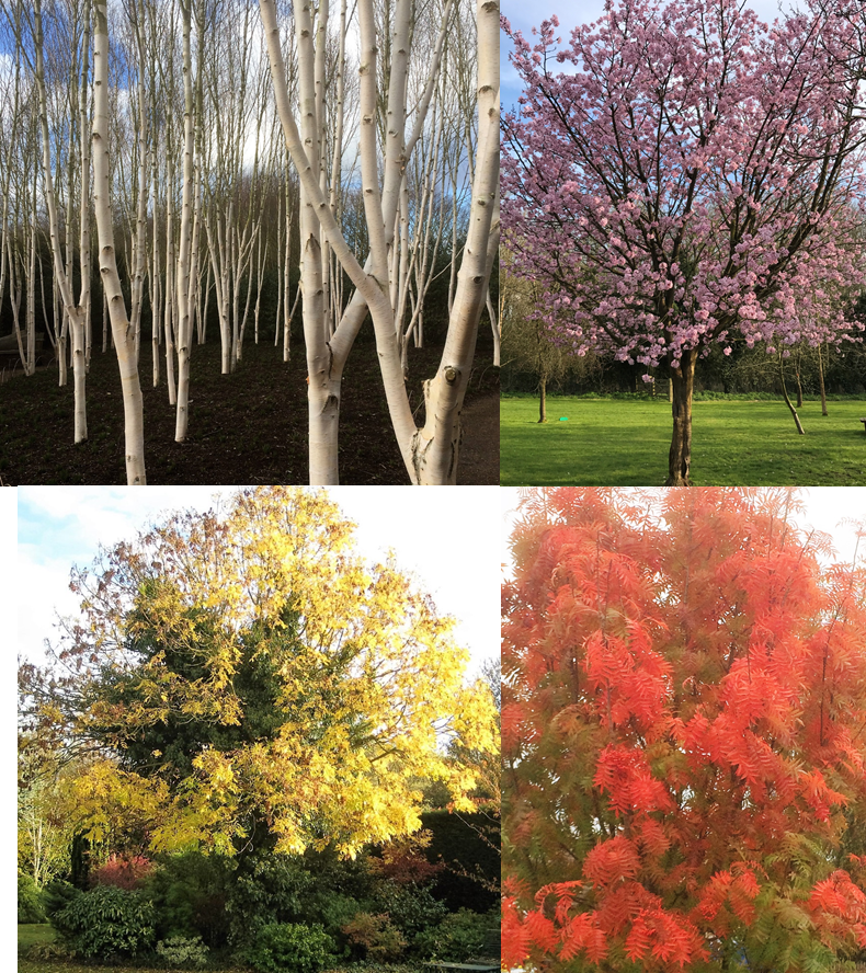 Plant Trees For Future Generations – Milton Ernest Garden Centre