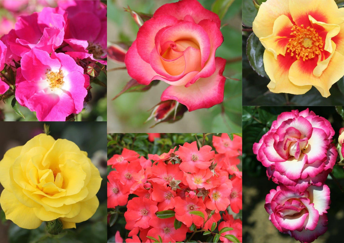 The Joy Of Roses – Milton Ernest Garden Centre