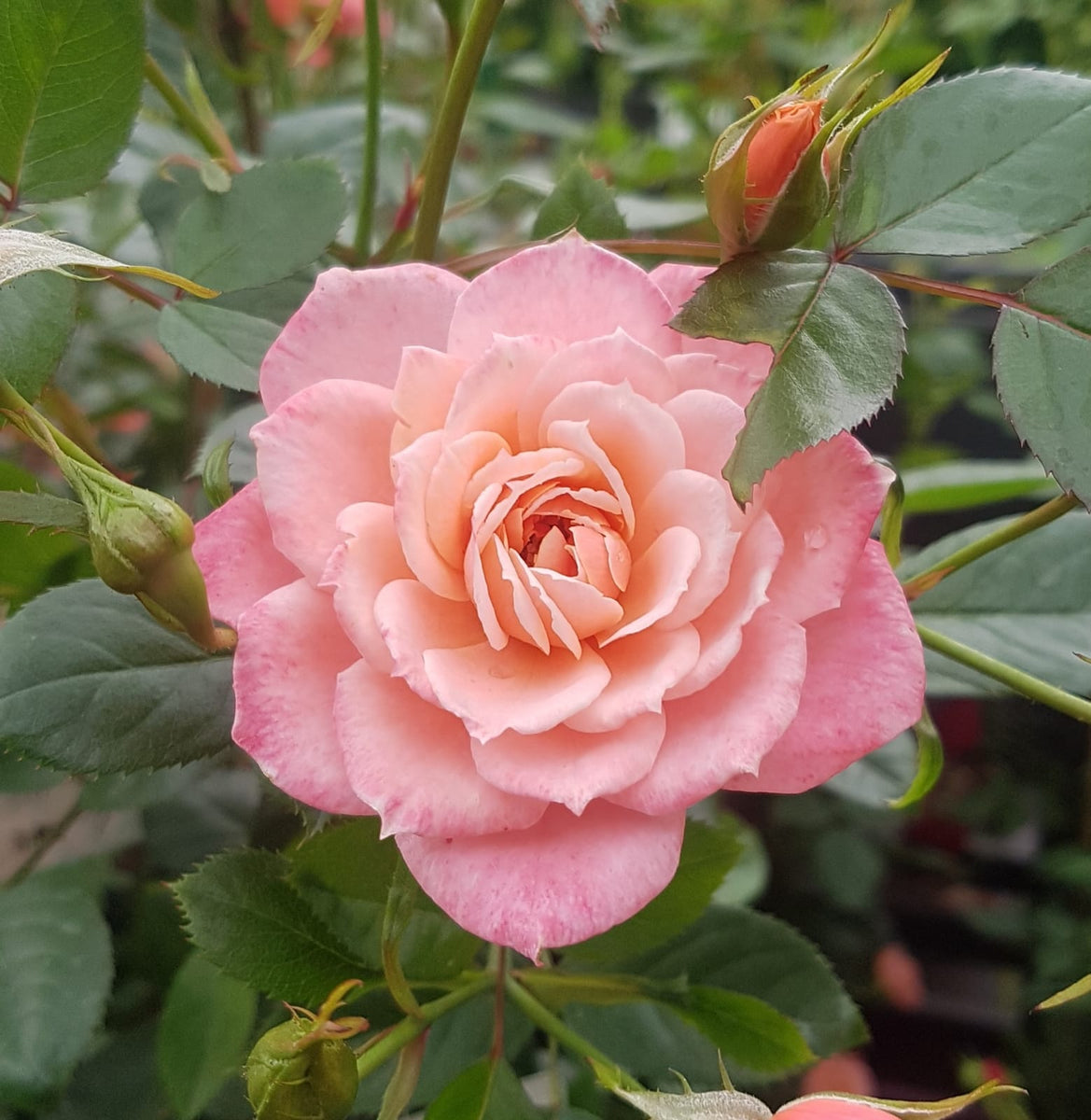 Rose – Milton Ernest Garden Centre